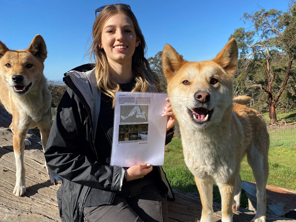 Dingoes in the Victorian Alpine Region | Research Centre for Applied ...